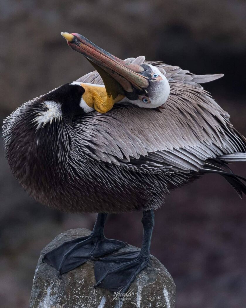 Joe Neely: unforgettable wildlife moment photography — Visualflood