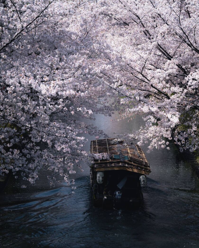 Hisa Matsumura: Spring Japan cherry tree urban photography