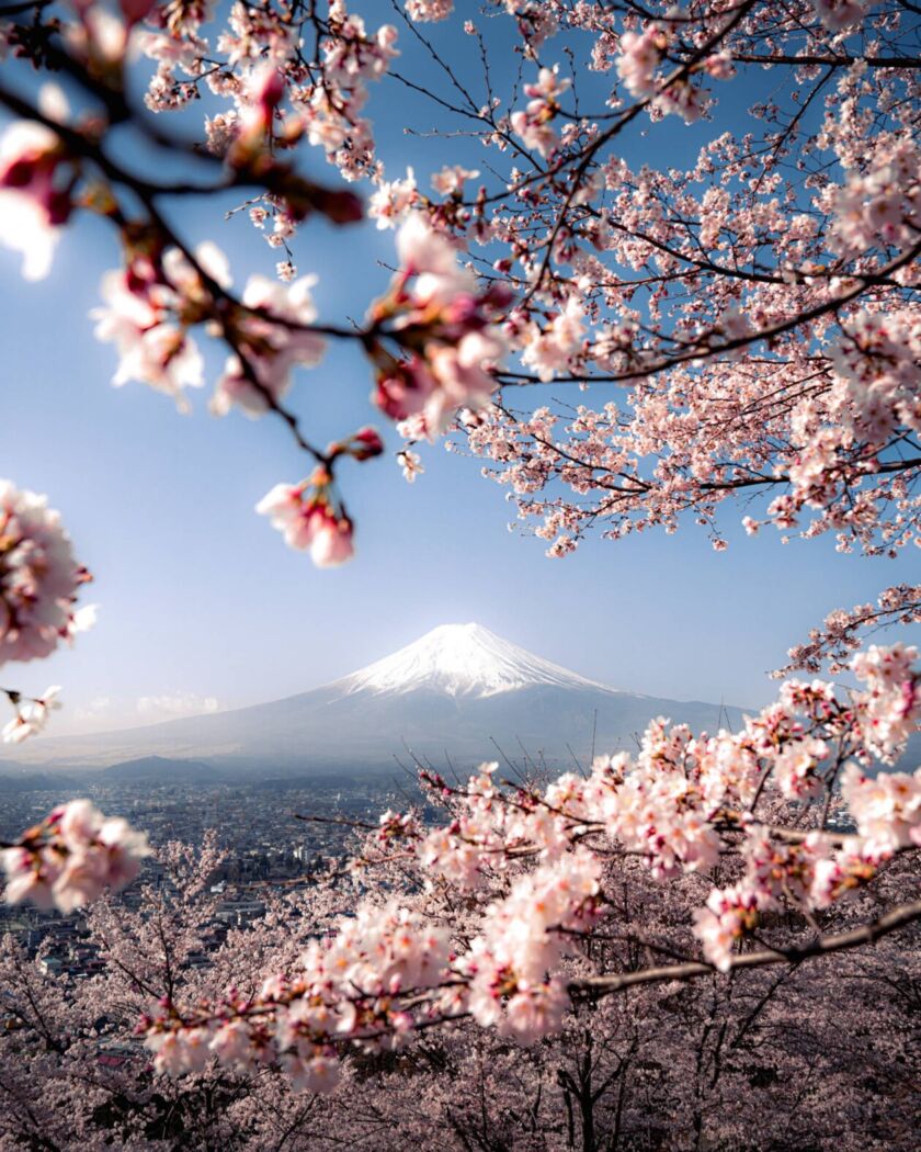 Hisa Matsumura: Spring Japan cherry tree urban photography