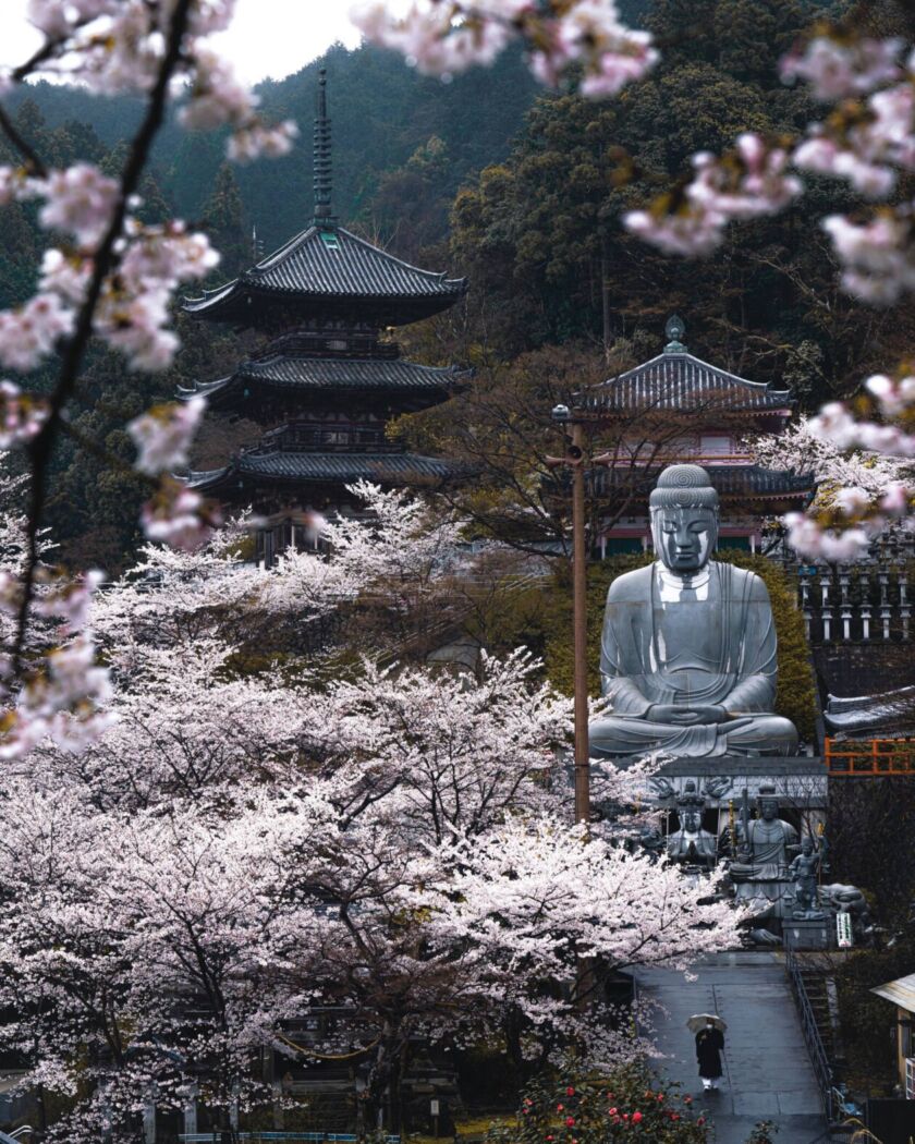 Hisa Matsumura: Spring Japan cherry tree urban photography