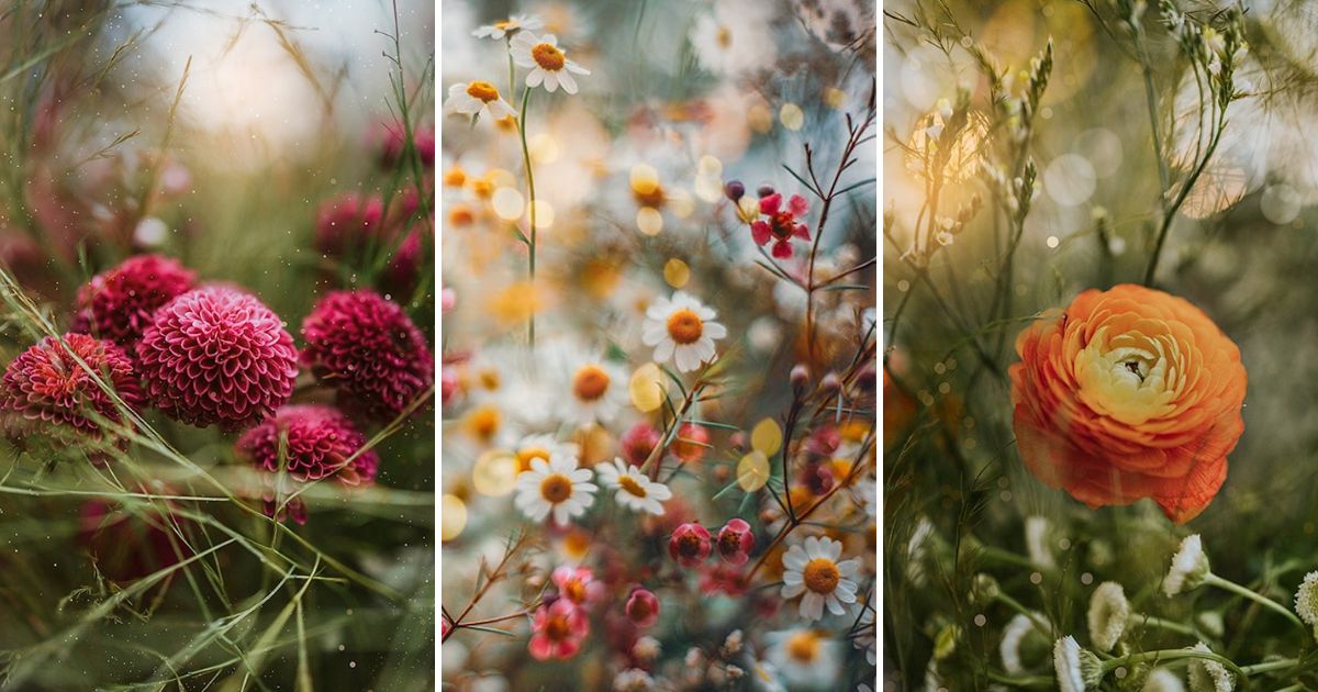 Lucy Ketchum: vibrant macro flower photography