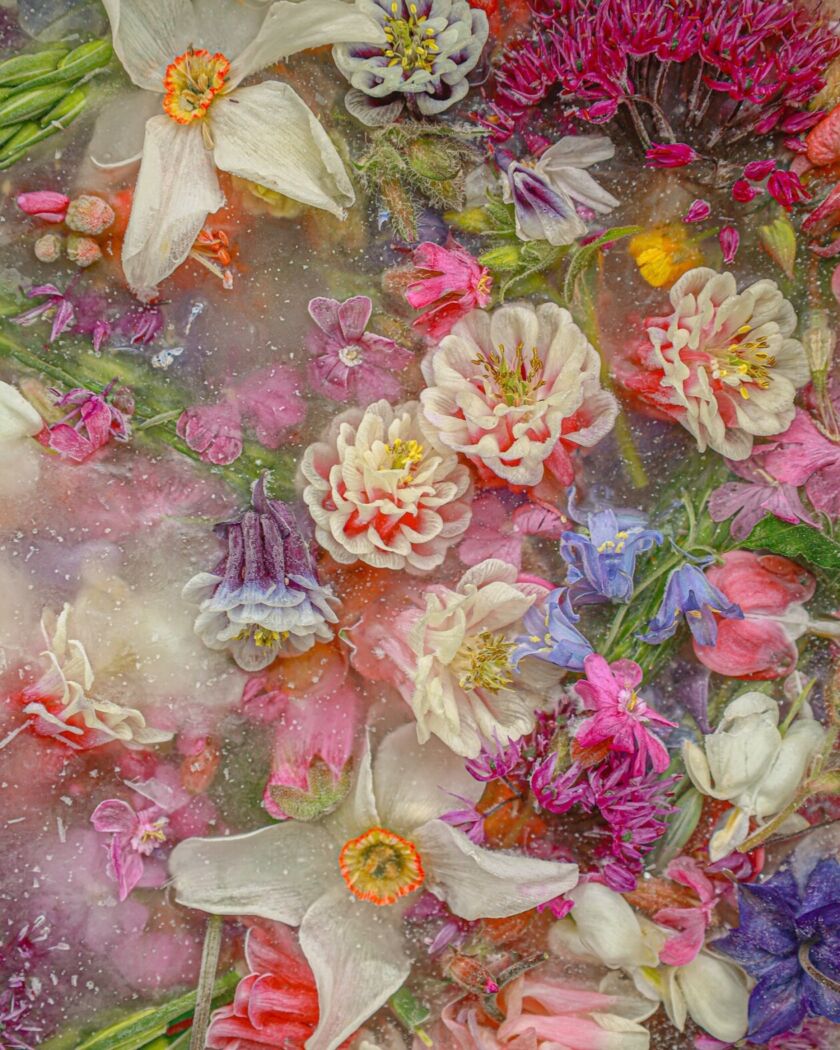 Blooms in focus: the captivating floral artistry of Joe Horner ...