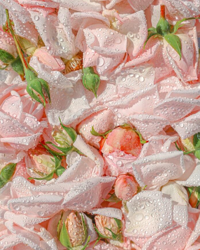 Blooms in focus: the captivating floral artistry of Joe Horner ...