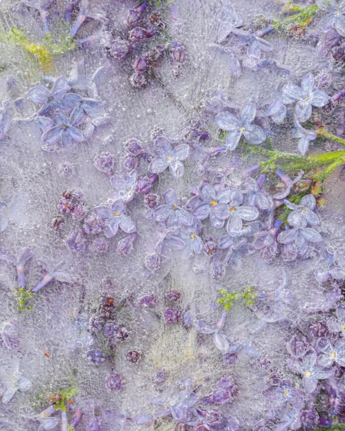 Blooms in focus: the captivating floral artistry of Joe Horner ...