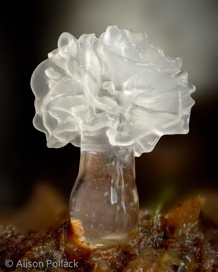 Beyond the naked eye: the microscopic majesty of mushrooms and molds ...