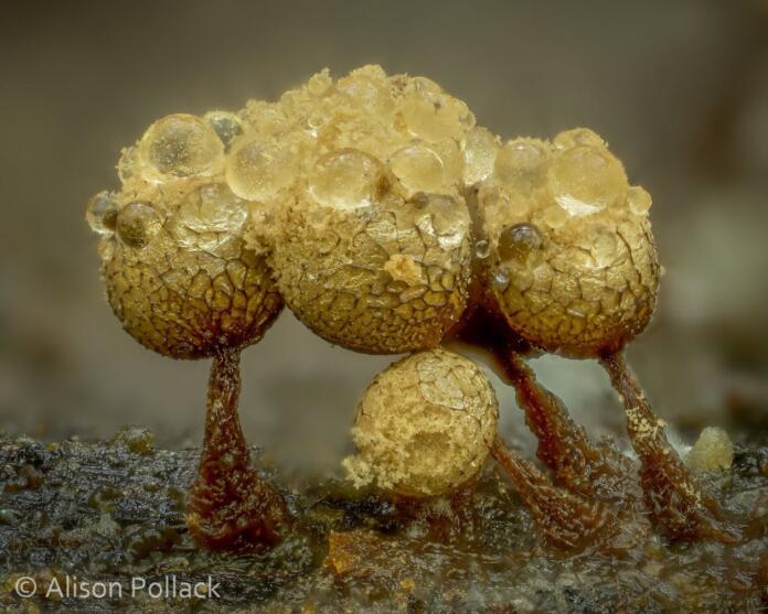 Beyond the naked eye: the microscopic majesty of mushrooms and molds ...