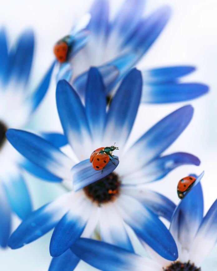 Tiny titans: the macro majesty of ladybugs captured by Makis Bitos ...
