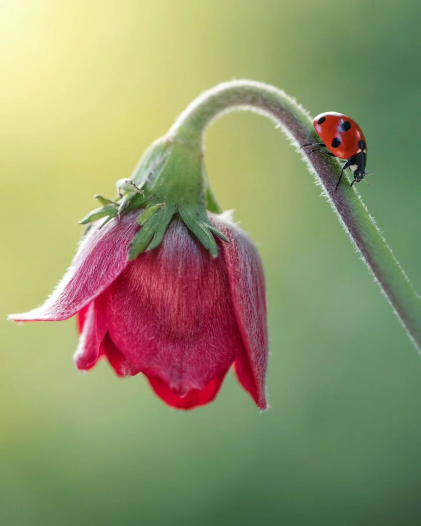 Tiny titans: the macro majesty of ladybugs captured by Makis Bitos ...
