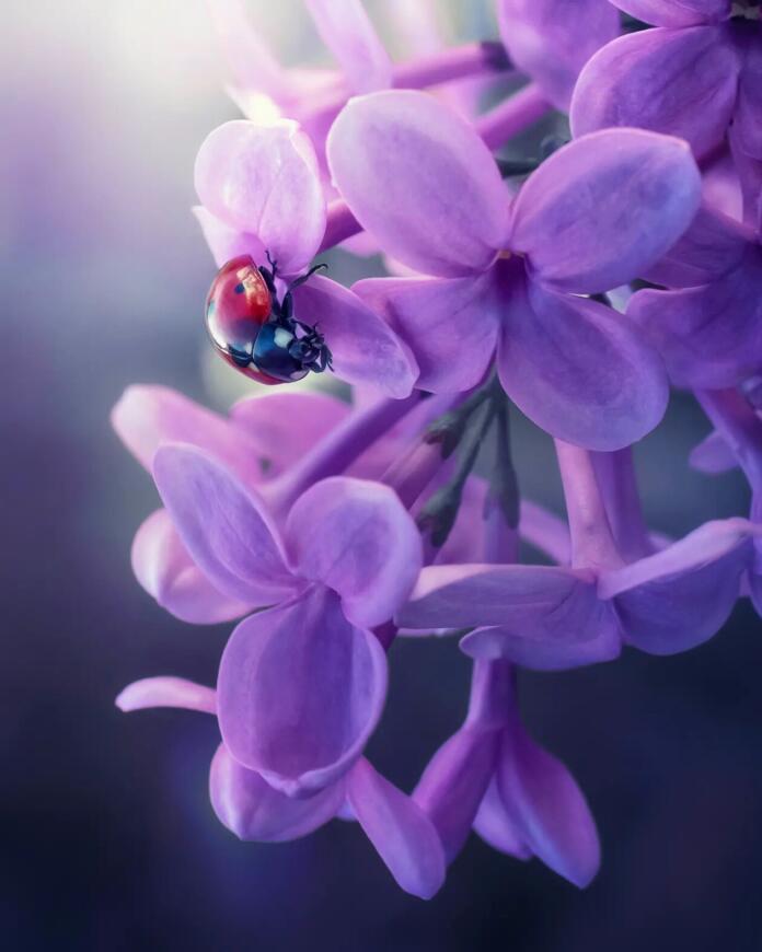 Tiny titans: the macro majesty of ladybugs captured by Makis Bitos ...