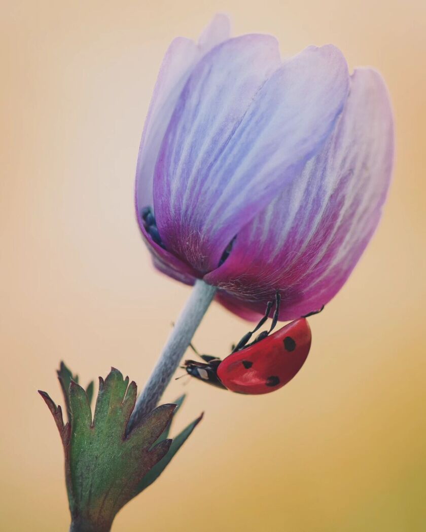 Makis Bitos: ladybug macro photography portraits