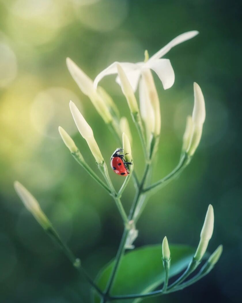 Makis Bitos: ladybug macro photography portraits