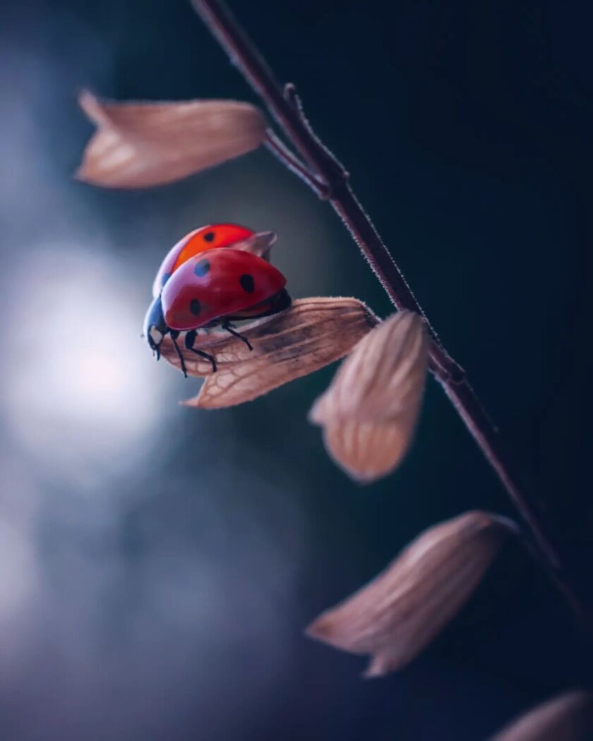 Tiny titans: the macro majesty of ladybugs captured by Makis Bitos ...