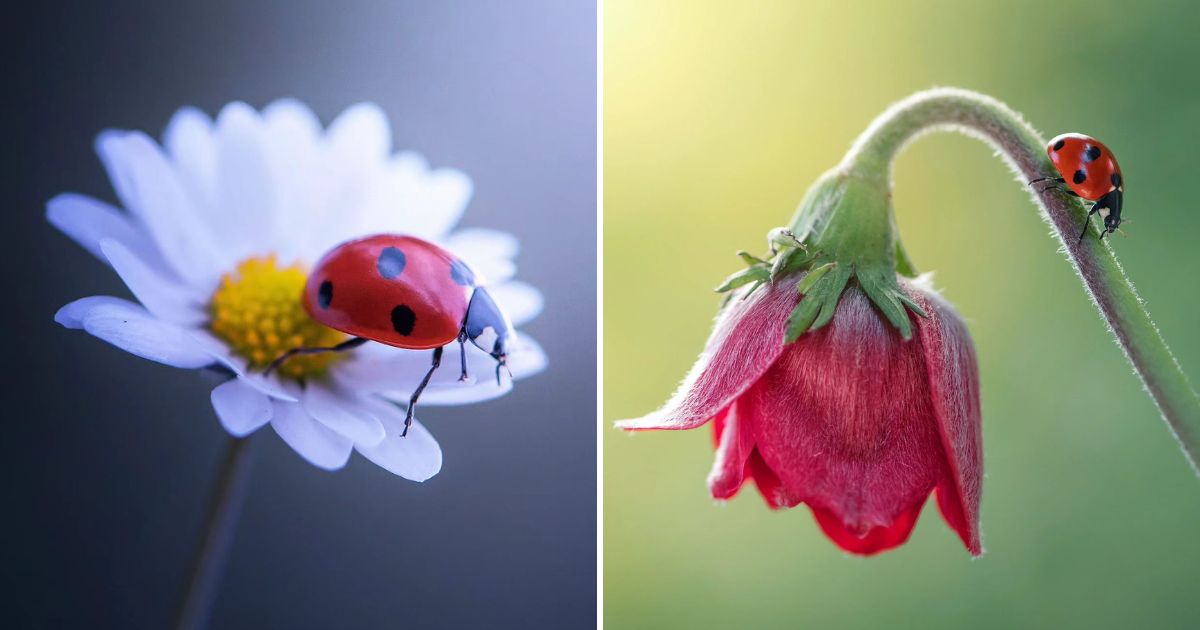 Tiny titans: the macro majesty of ladybugs captured by Makis Bitos ...