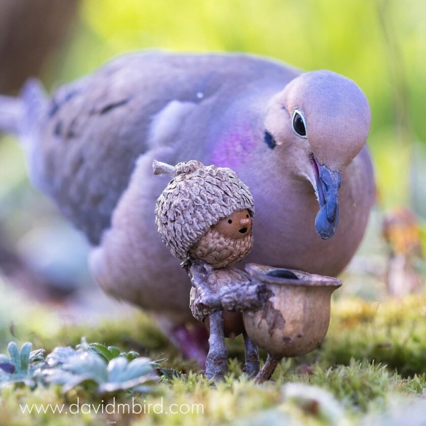 David Bird: charming Becorns forest creature sculptures