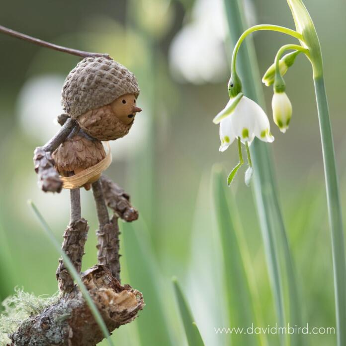 Charming forest creatures: the world of Becorns by David Bird ...