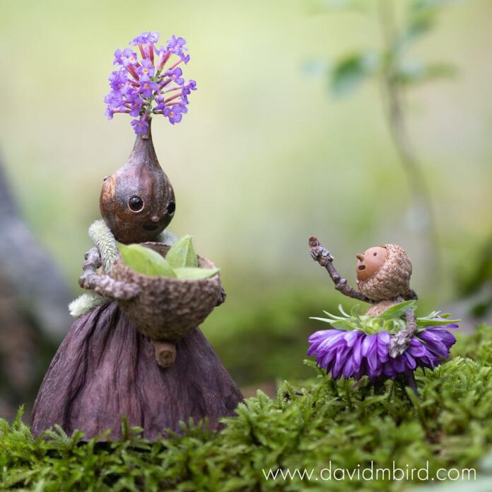 Charming forest creatures: the world of Becorns by David Bird ...
