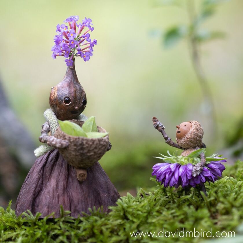 Charming forest creatures: the world of Becorns by David Bird ...