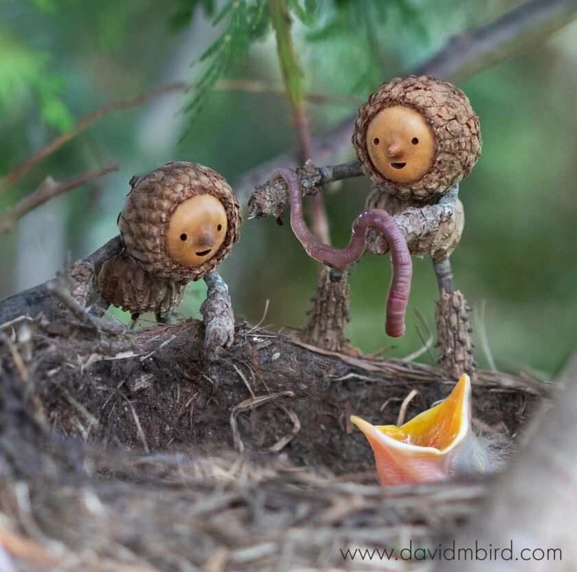 Charming forest creatures: the world of Becorns by David Bird ...