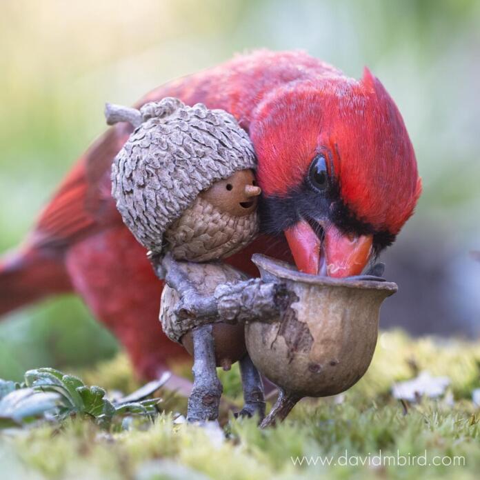 Charming forest creatures: the world of Becorns by David Bird ...