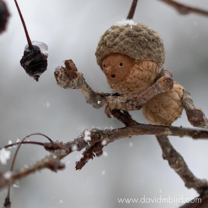 Charming forest creatures: the world of Becorns by David Bird ...