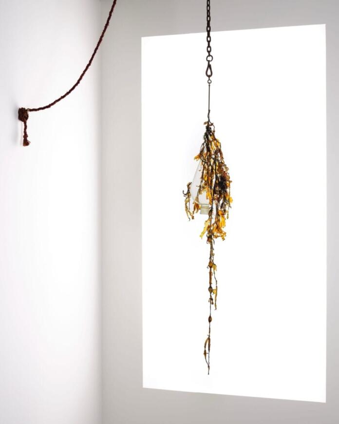 Andrea Spencer: delicate seaweed glass sculptures