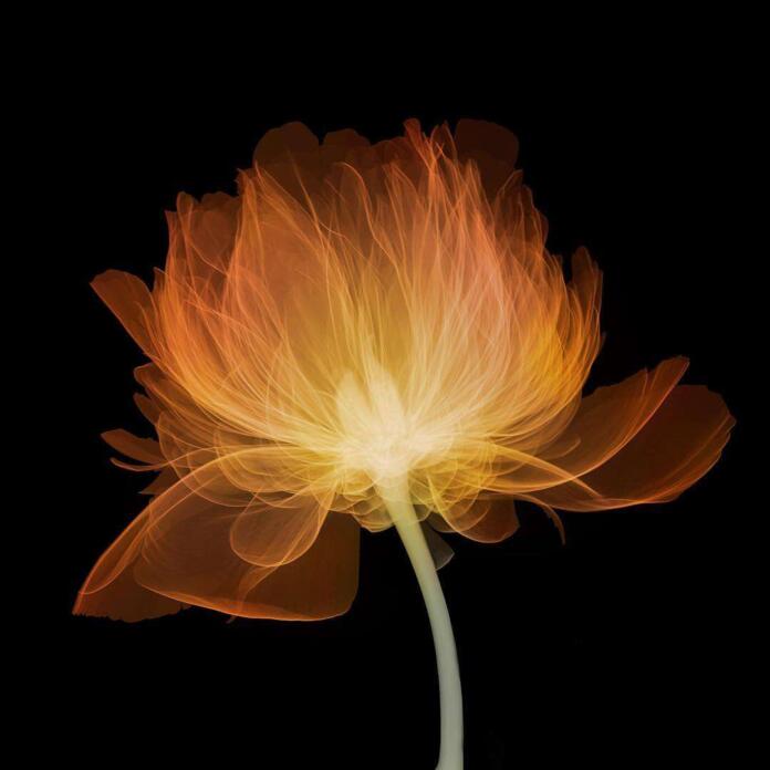 Nick Veasey: fascinating X-ray photography