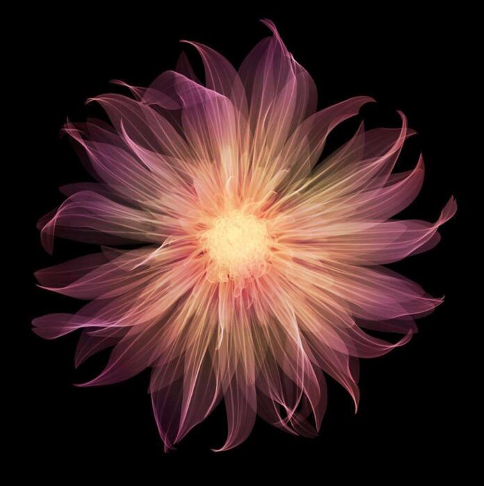 Nick Veasey: fascinating X-ray photography