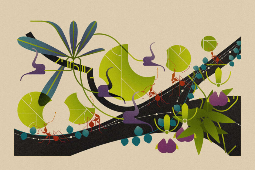 Emma Clinton: geometric and organic nature illustrations