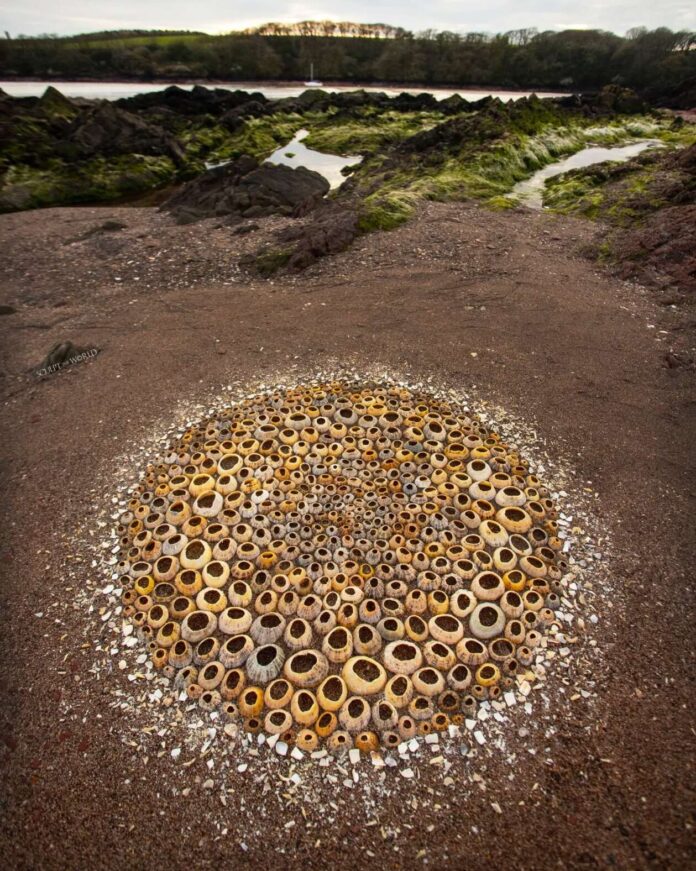 Jon Foreman’s hypnotic and meditative land art celebrates nature’s ...