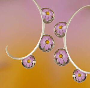 A journey into the miniature: 20 stunning macro shots from the 35 ...