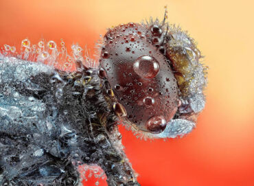 A journey into the miniature: 20 stunning macro shots from the 35 ...