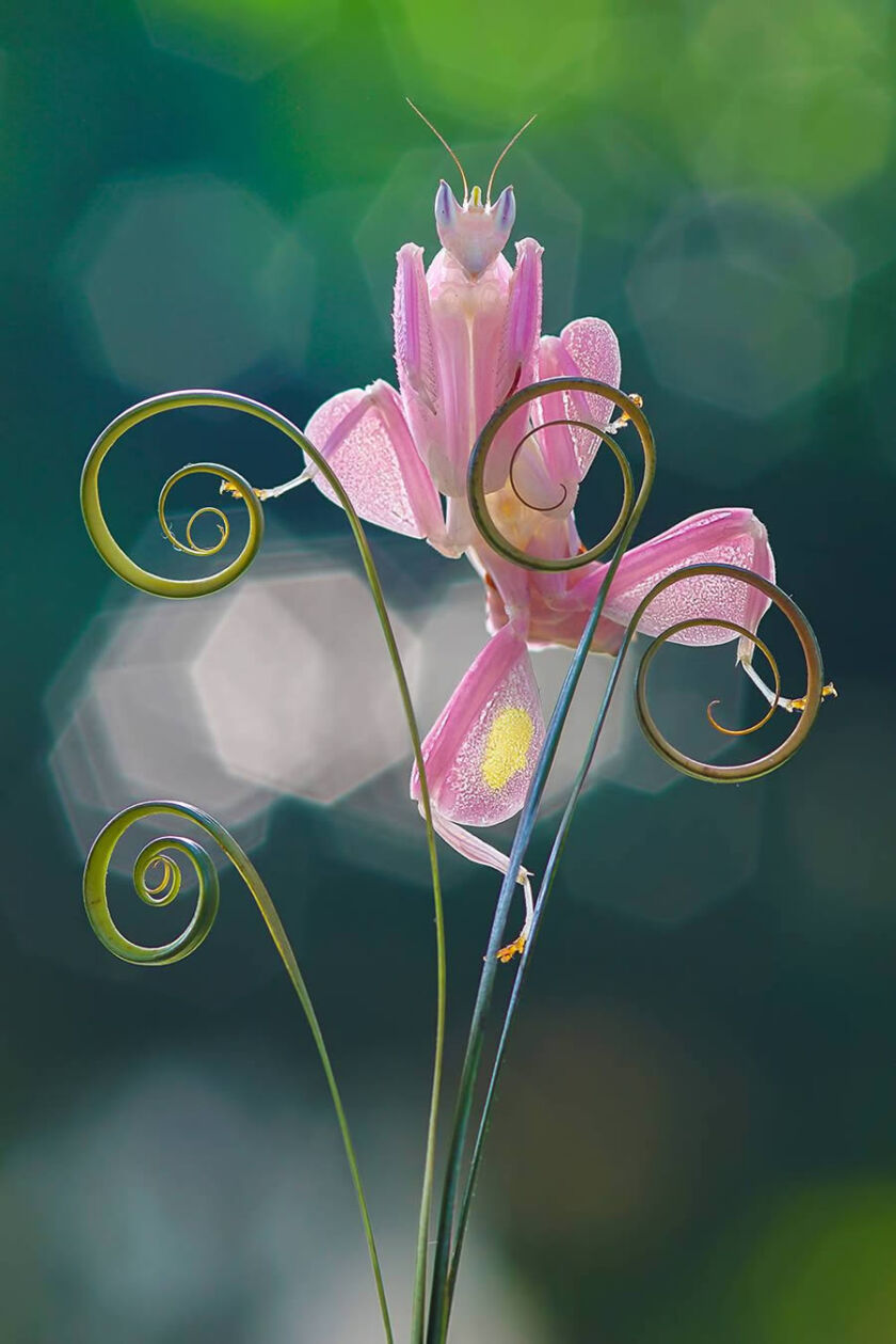 35 Photography Awards: best macro photography selections