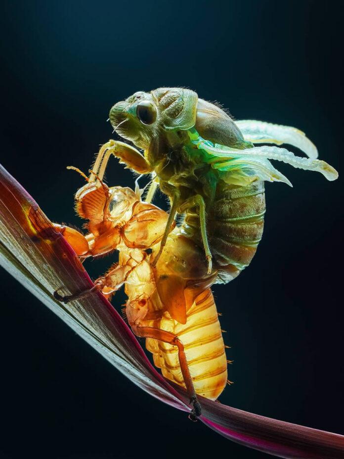 35 Photography Awards: best macro photography selections