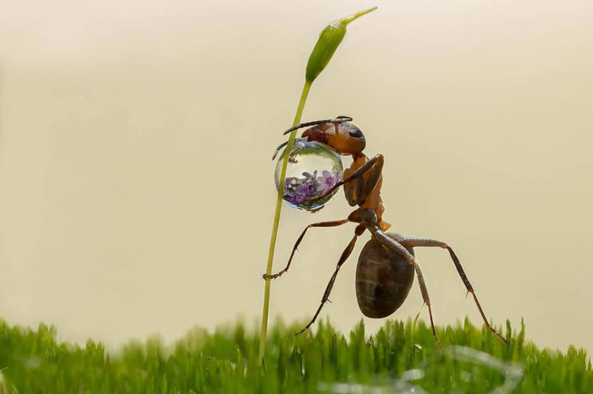 A journey into the miniature: 20 stunning macro shots from the 35 ...