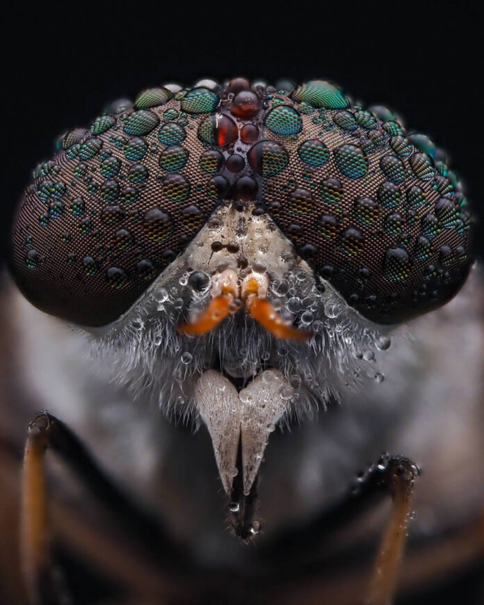 35 Photography Awards: best macro photography selections