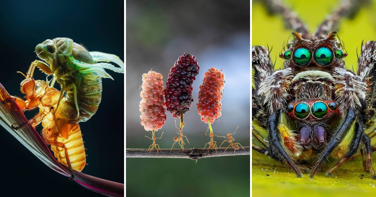 A journey into the miniature: 20 stunning macro shots from the 35 ...
