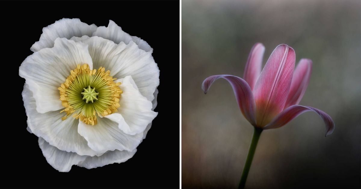 Lotte Gronkjaer: minimalist botanical form photography